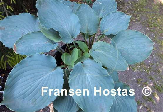 Hosta Frisian Ruffles - Fransen Hostas